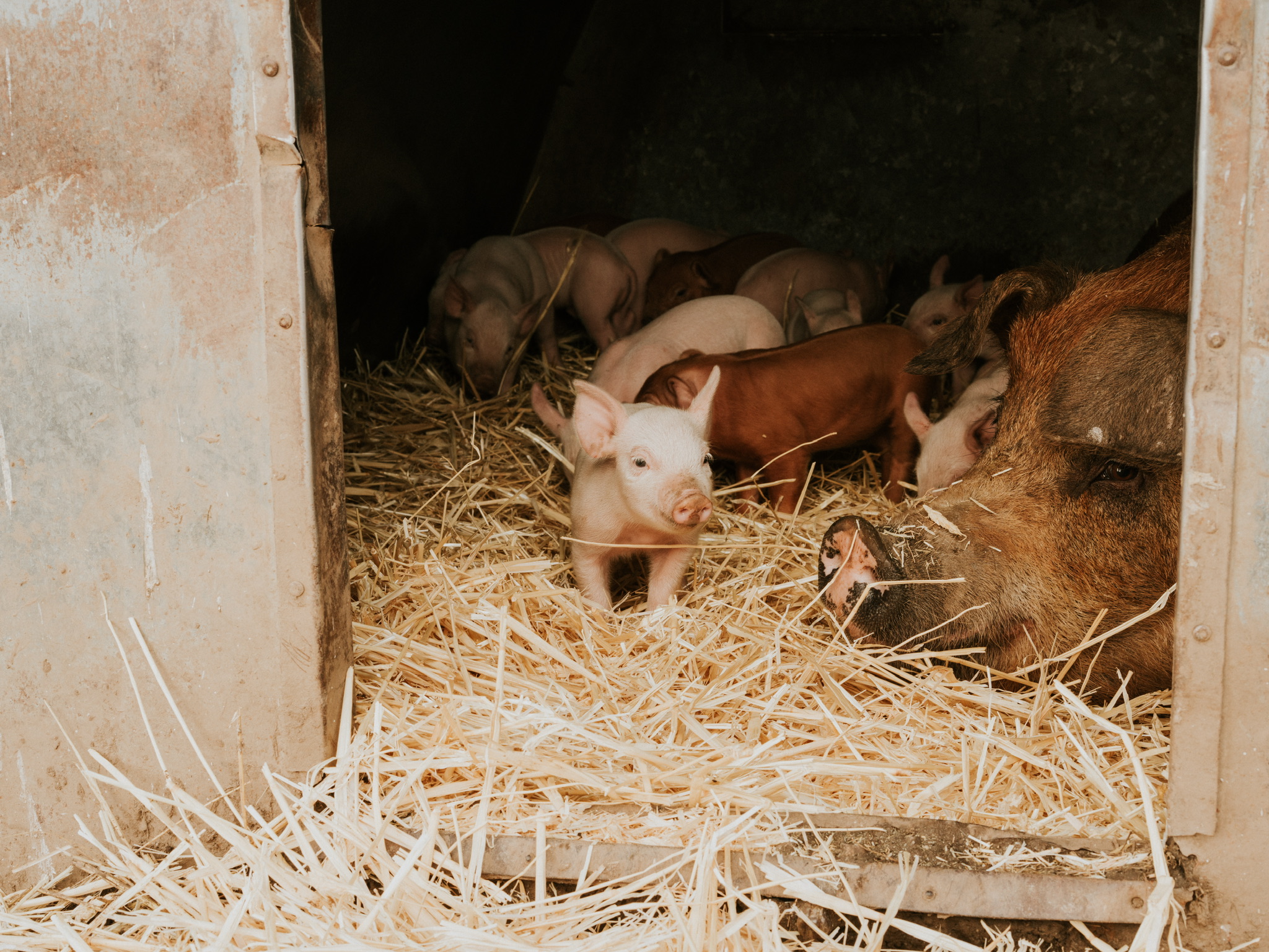 Wanted: Experienced Pig Manager - Regenerative Organic Certified